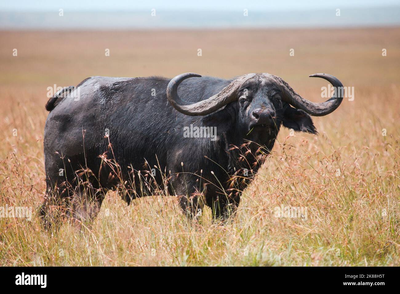 African buffalo of Cape buffalo (Syncerus caffer) in the Masai Mara ...