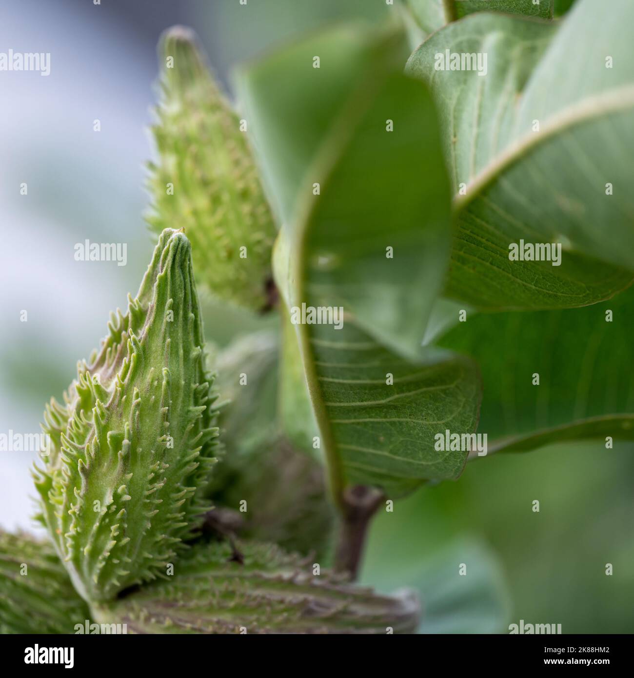 Selective focus on an unopened milkweed follicle seed pod in the fall ...