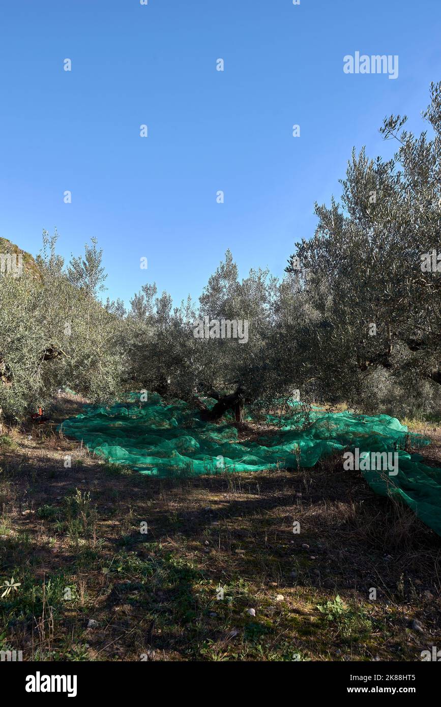 Field of centenary olive trees ready for harvesting. Traditional ...