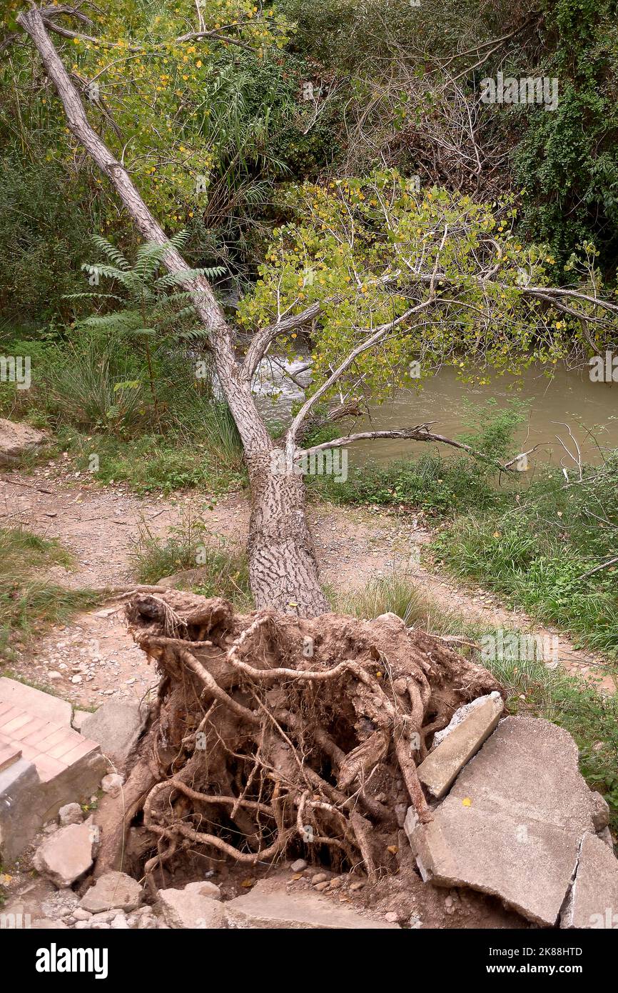 A large pine tree fallen on the ground.Destruction, roots, vegetation ...