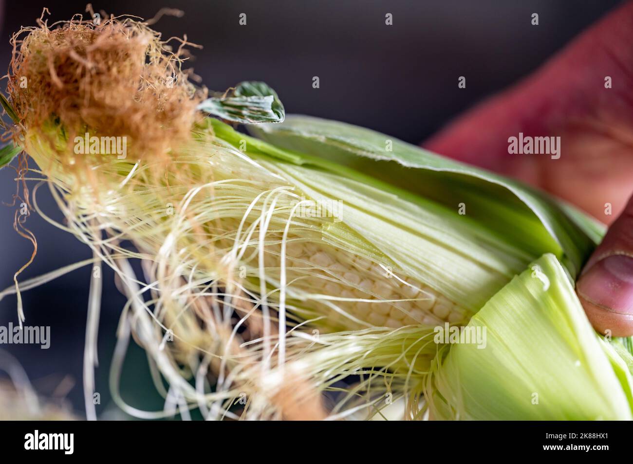 Shucking and detasseling sweetcorn after harvesting Stock Photo - Alamy