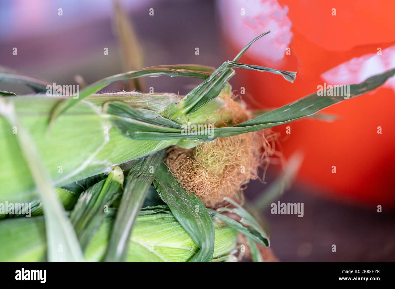 Shucking and detasseling sweetcorn after harvesting Stock Photo - Alamy