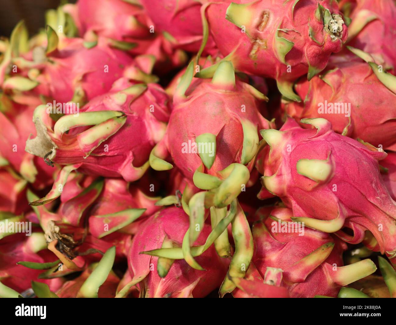 red dragonfruits Draco fructum Stock Photo - Alamy