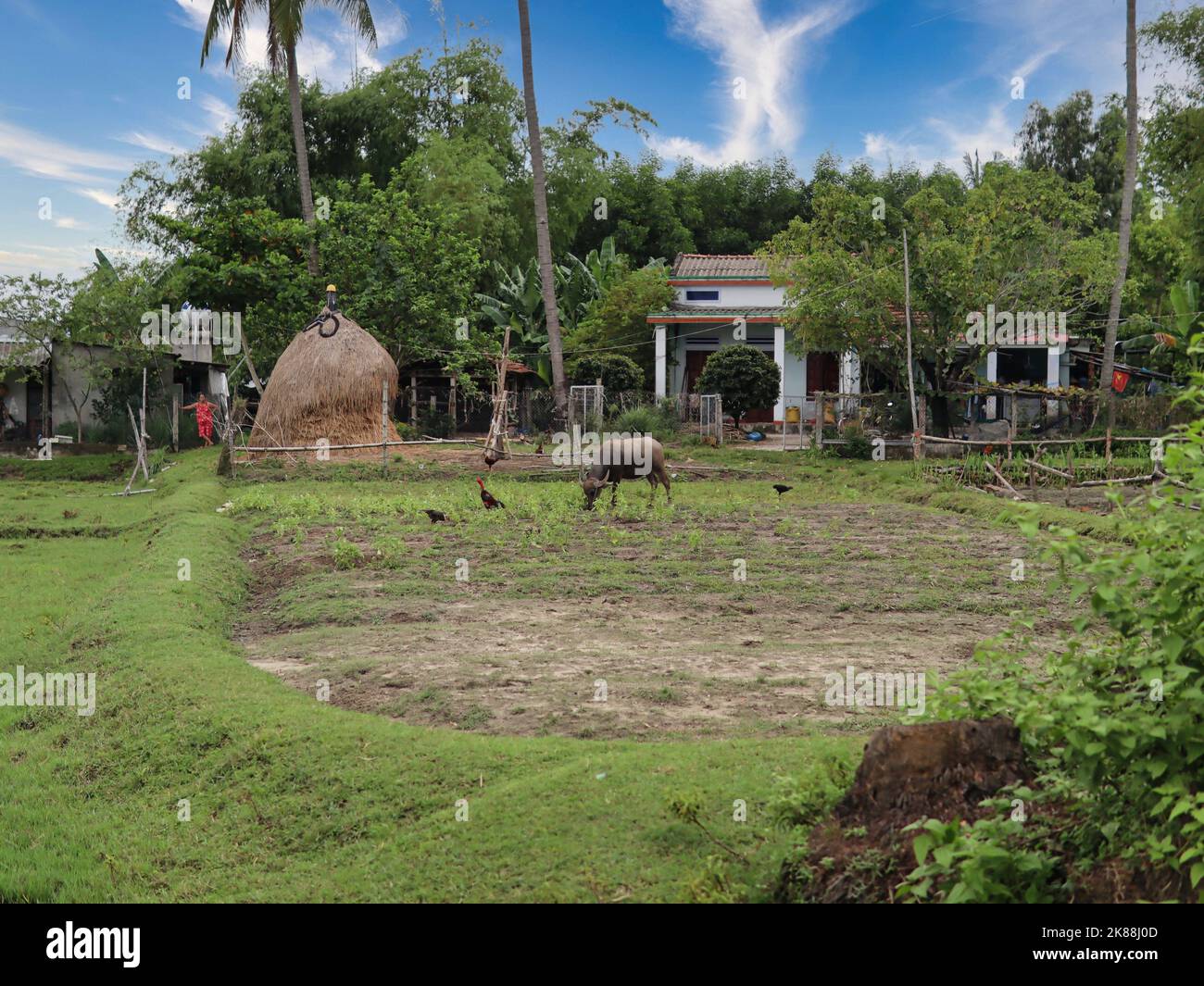 rural life cow and farm, women in background Vietnam blue sky palm tree ...