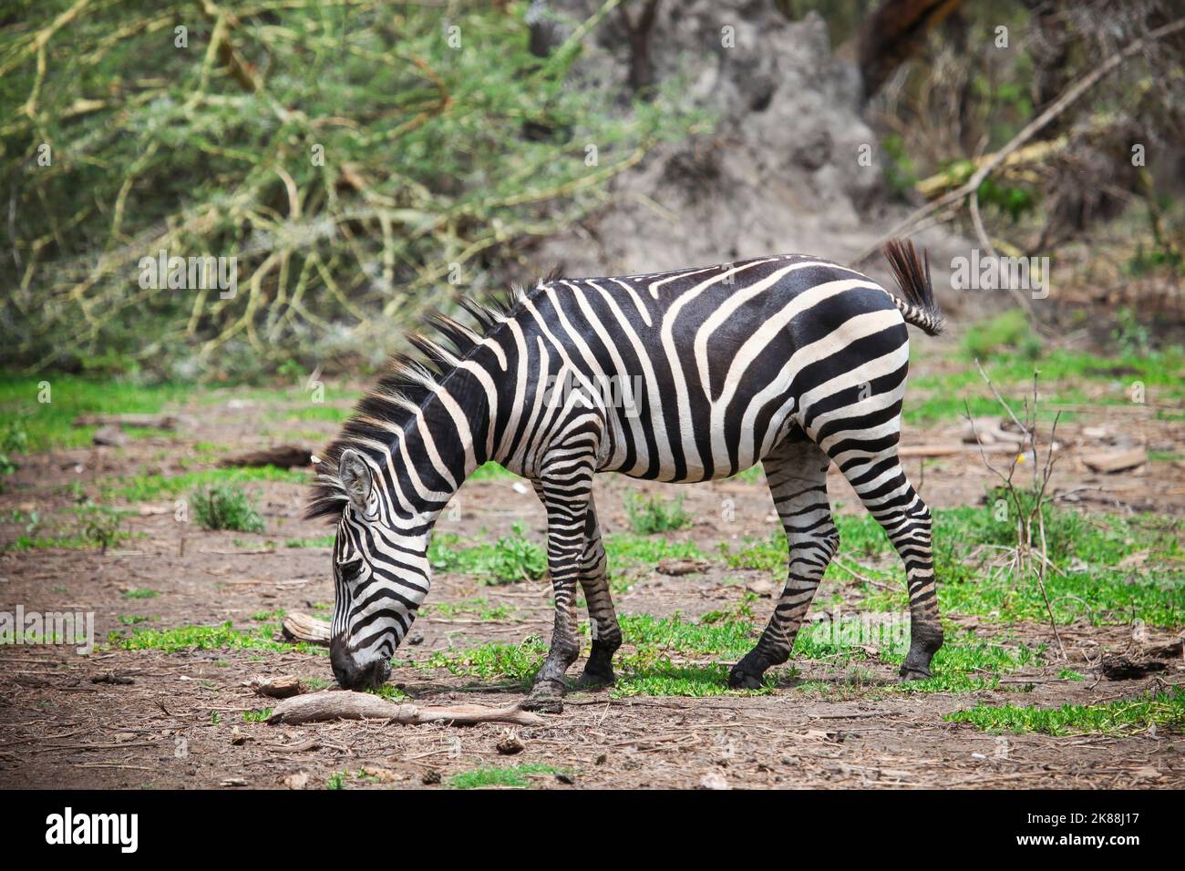 Plains zebra (Equus quagga) in the Lake Manyara National Park, Tanzania ...