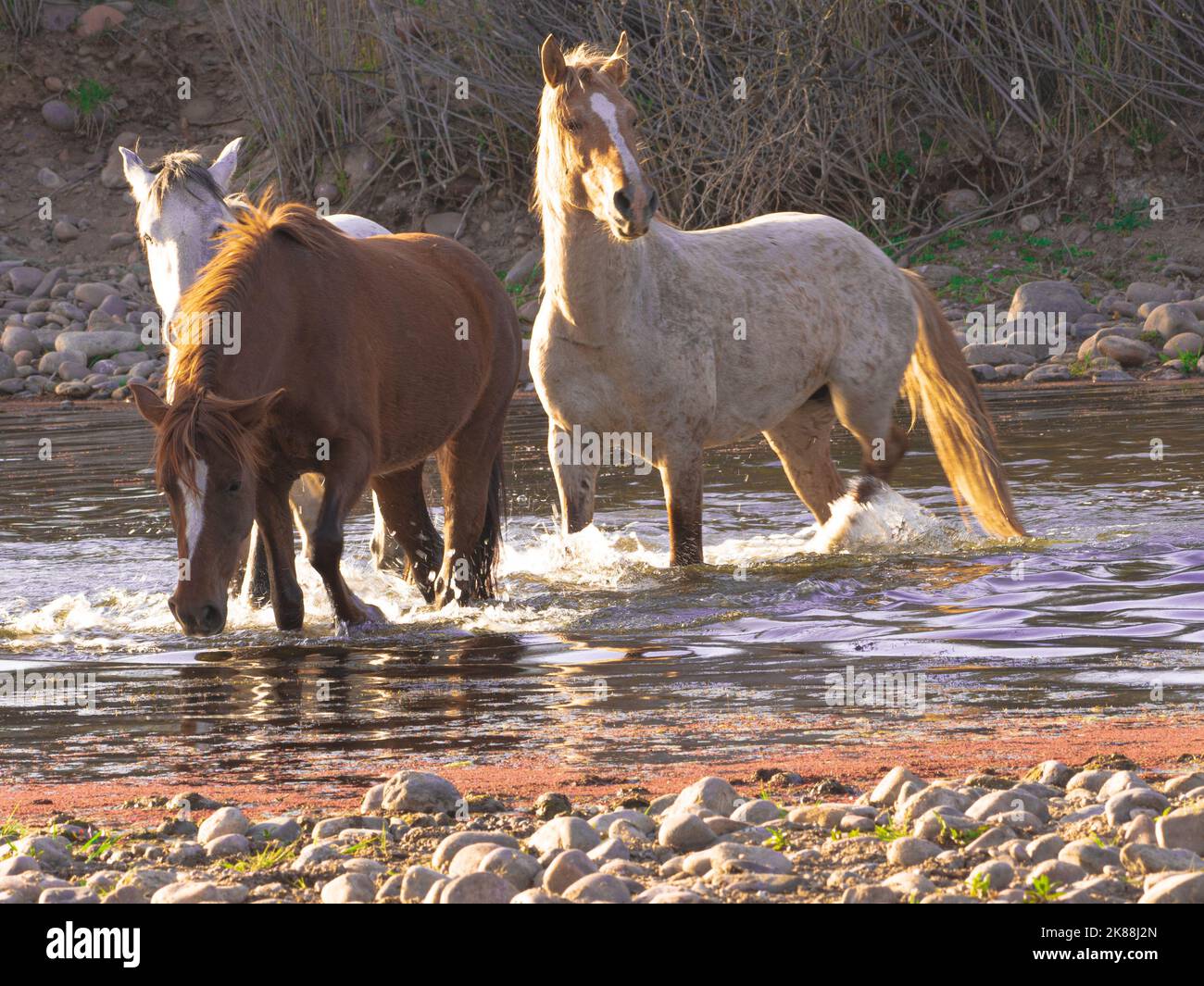 On The Lookout Stock Photo - Alamy