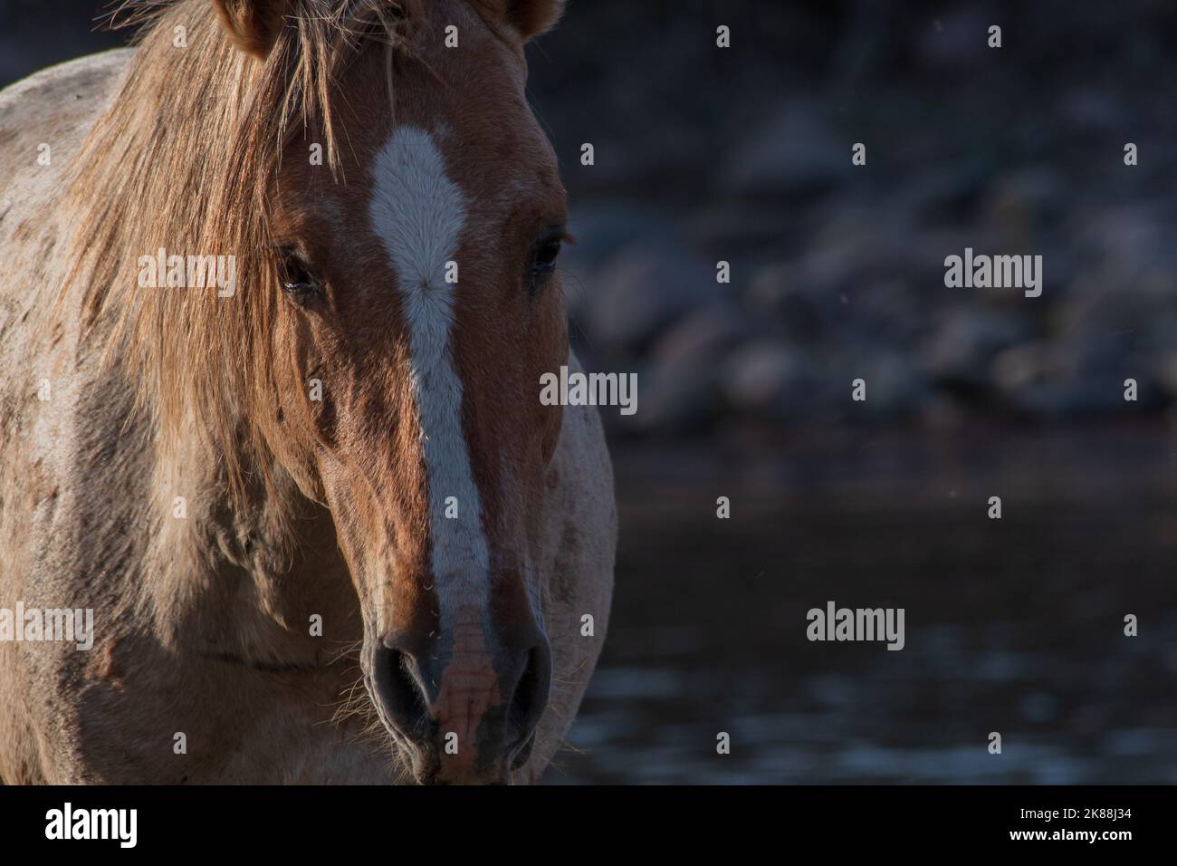 Amazinghorses hi-res stock photography and images - Alamy