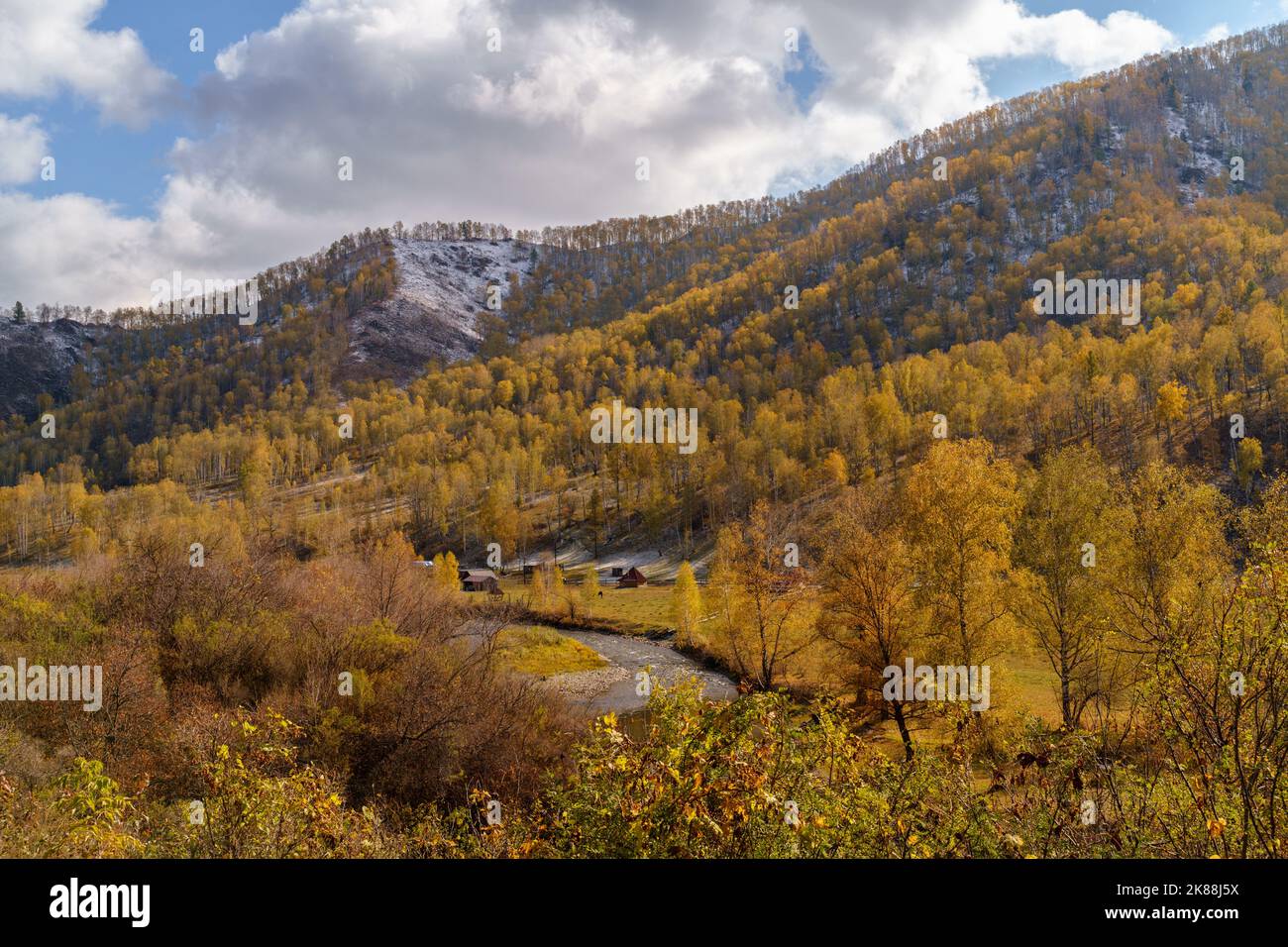 Golden Autumn in Siberia, forest and North Chui Ridge in Altai Republic ...