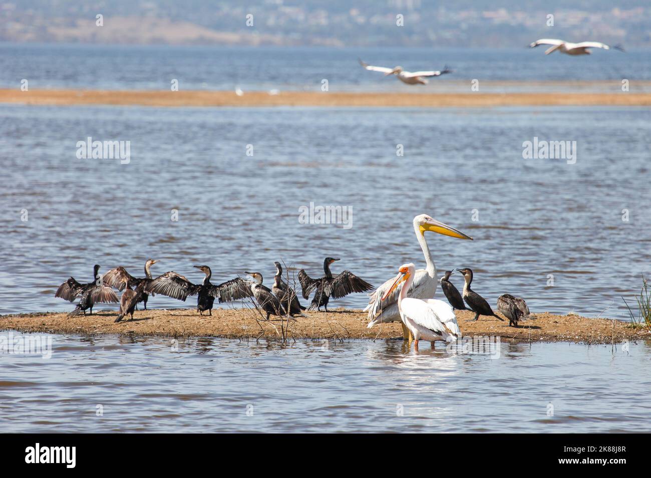 Black isle wildlife park hi-res stock photography and images - Alamy