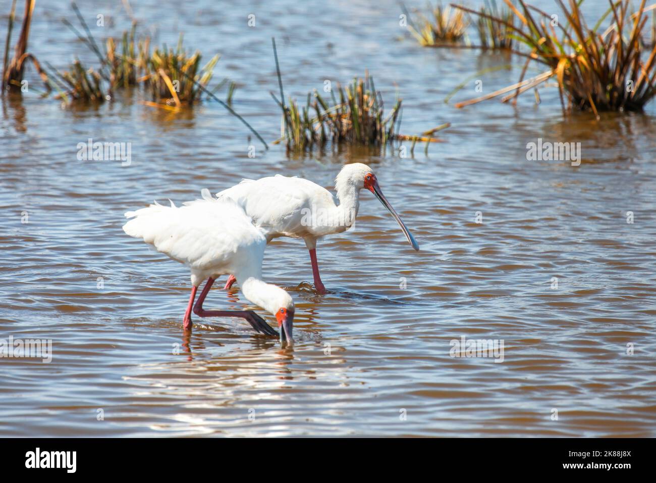 African spoonbills (Platalea alba) looking for a food in the Lake ...