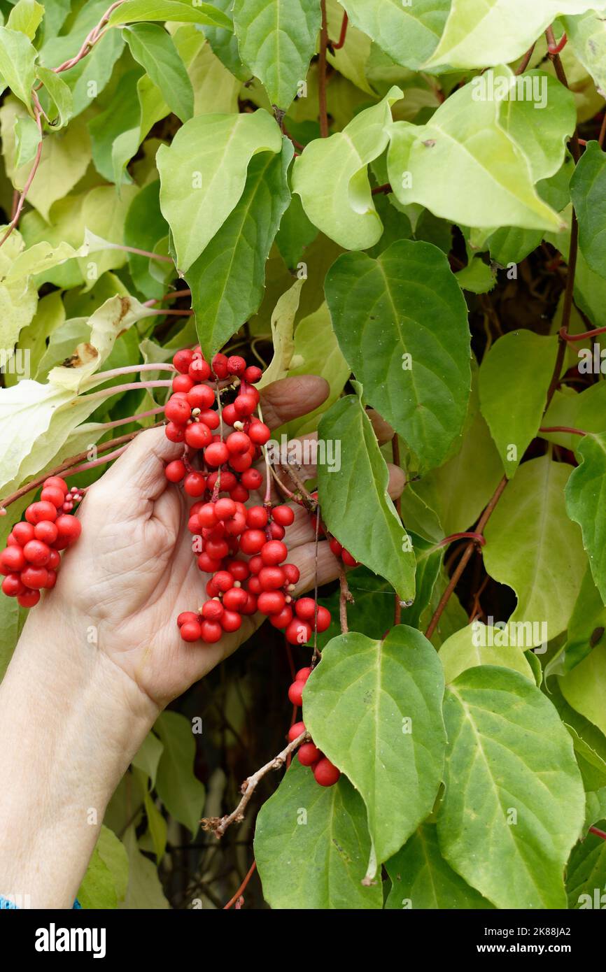 Restorative nature hi-res stock photography and images - Alamy