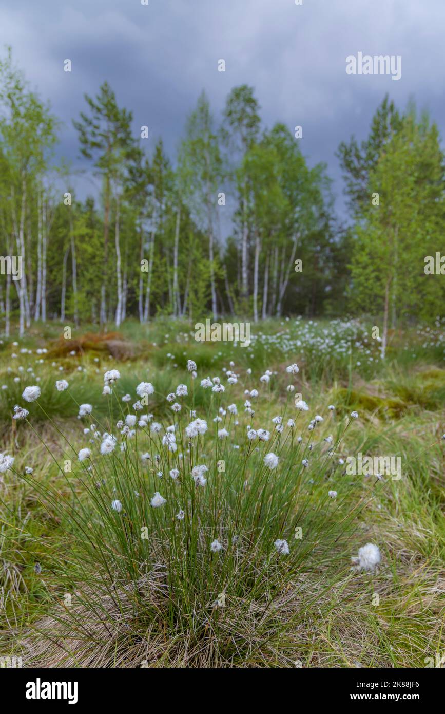 Soumarske raseliniste hi-res stock photography and images - Alamy