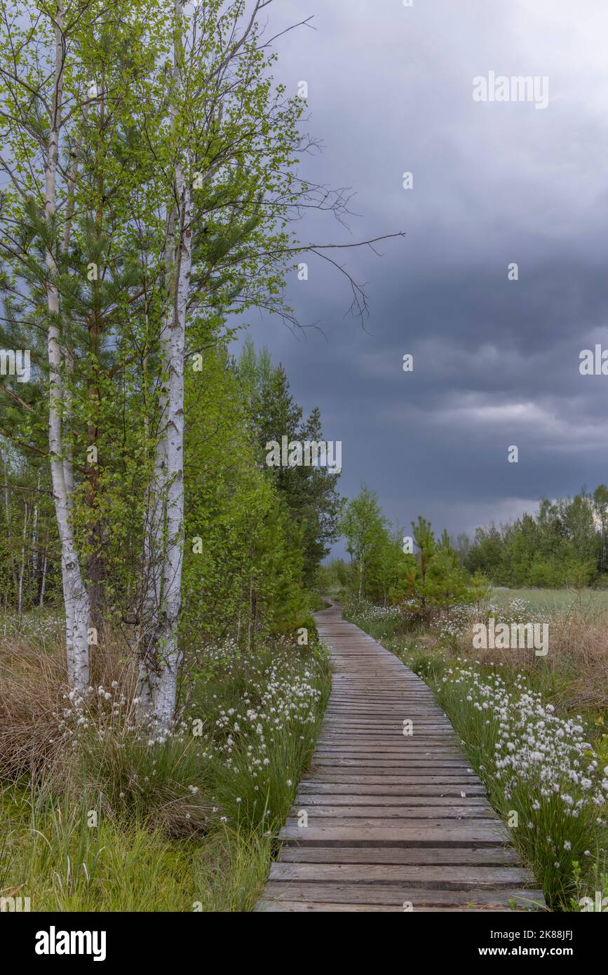 Soumarske raseliniste hi-res stock photography and images - Alamy