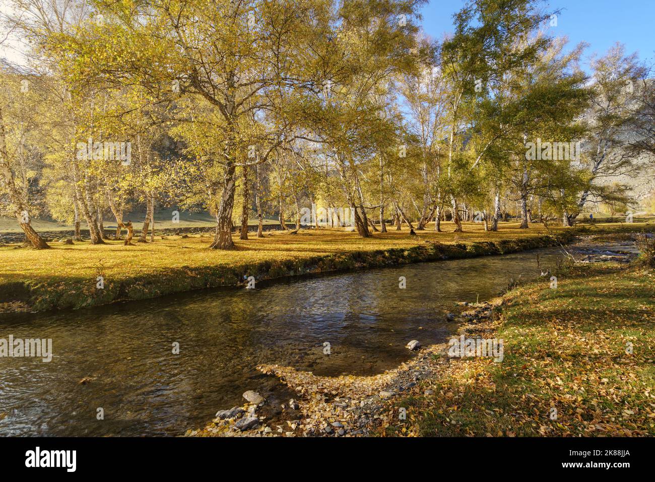 Golden Autumn in Siberia, forest and small mountain river, Altai ...