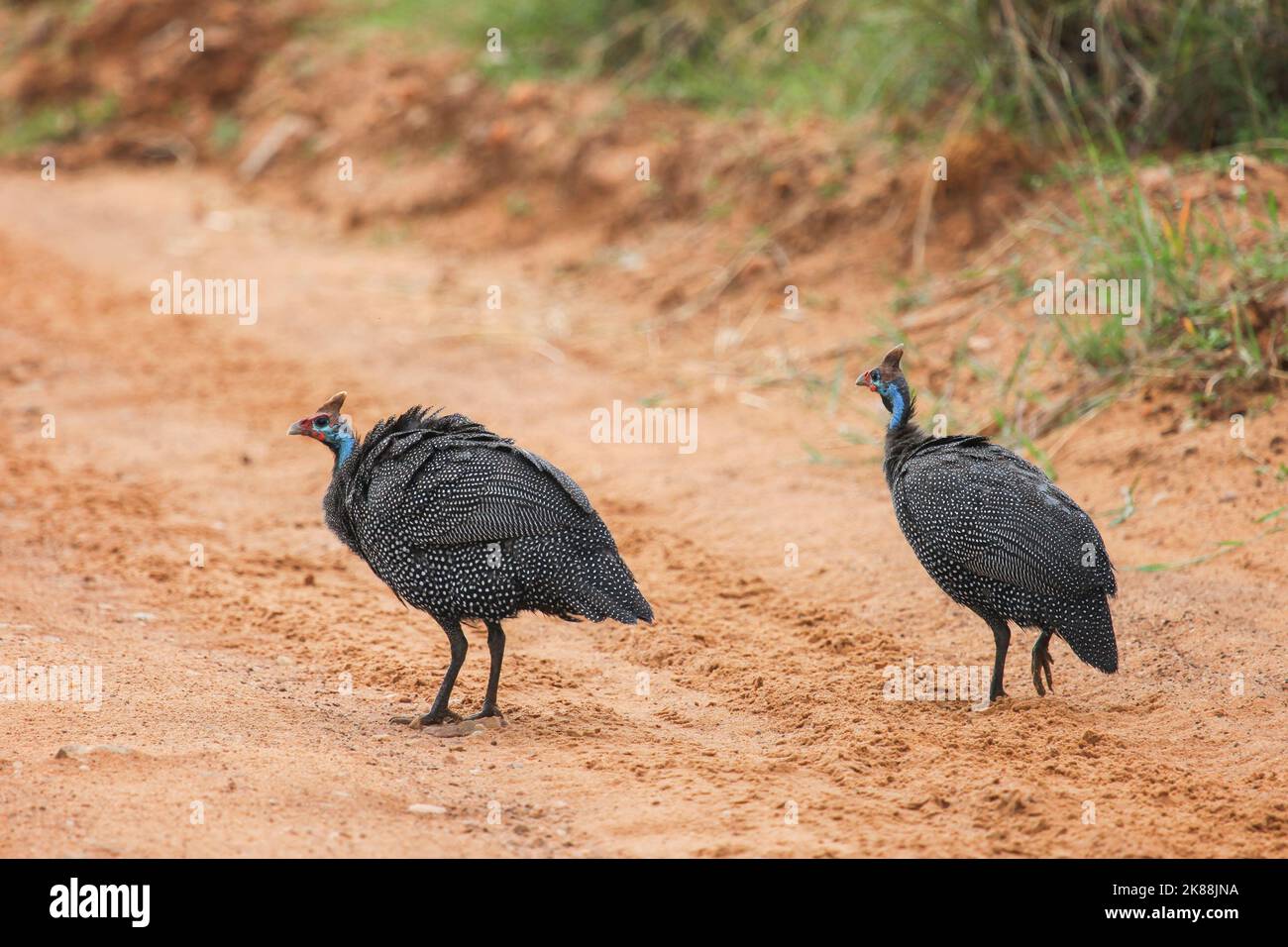 Pair of the helmeted guineafowls (Numida meleagris) in the Masai Mara ...