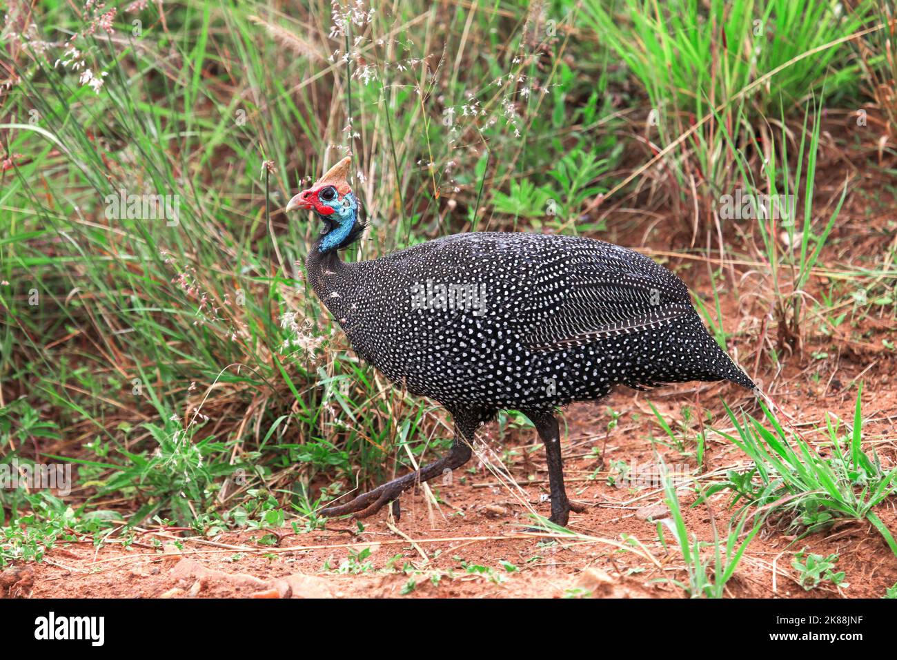 Helmeted guineafowl (Numida meleagris) in the Masai Mara National Park ...