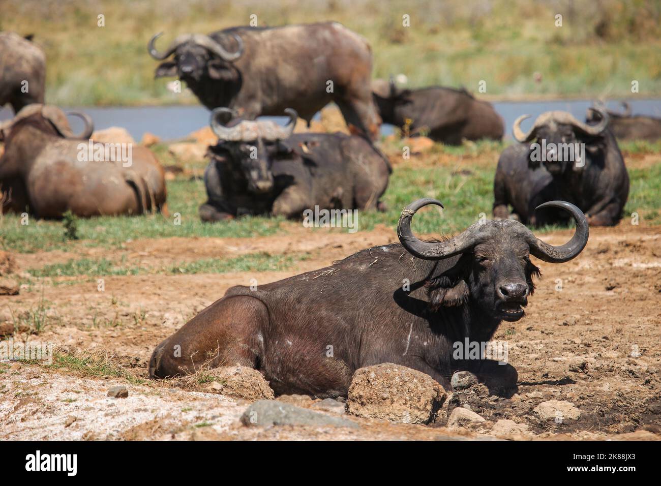 African buffaloes of Cape buffaloes (Syncerus caffer) in the Masai Mara ...