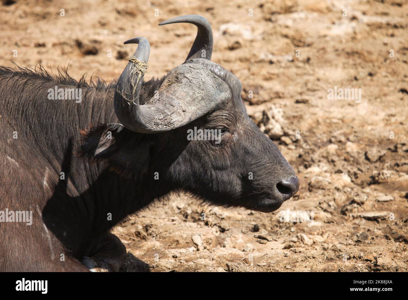 African buffalo of Cape buffalo (Syncerus caffer) in the Masai Mara ...