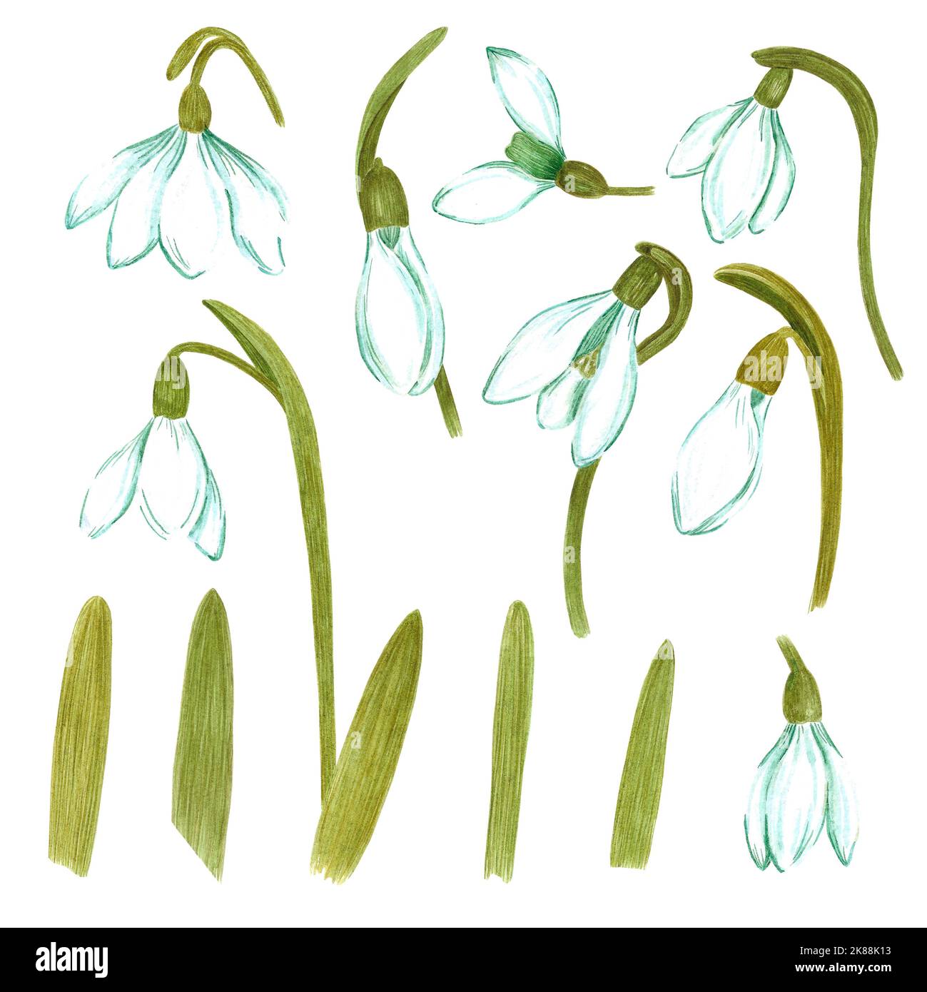 Hand drawn watercolor snowdrop flowers and leaves on white background ...