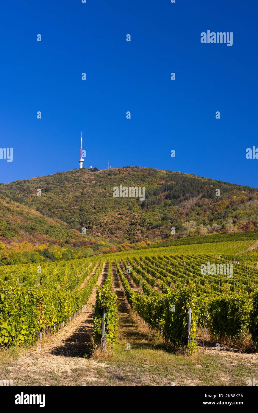 Tokaji hegy hi-res stock photography and images - Alamy