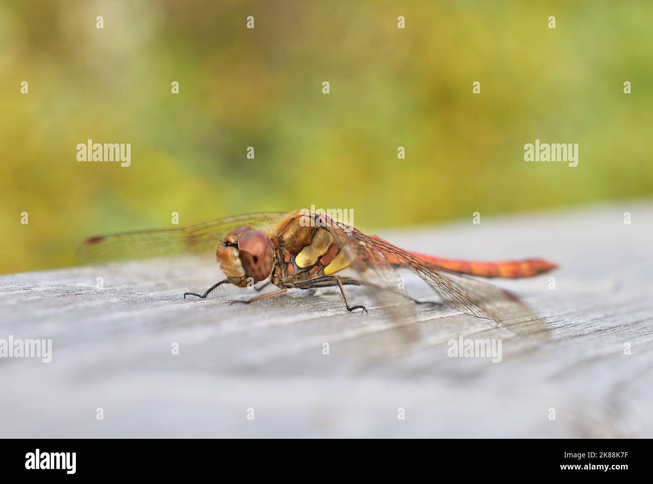 The Southern Darter Sympetrum meridionale is a species of dragonfly belonging to the Skimmer ...