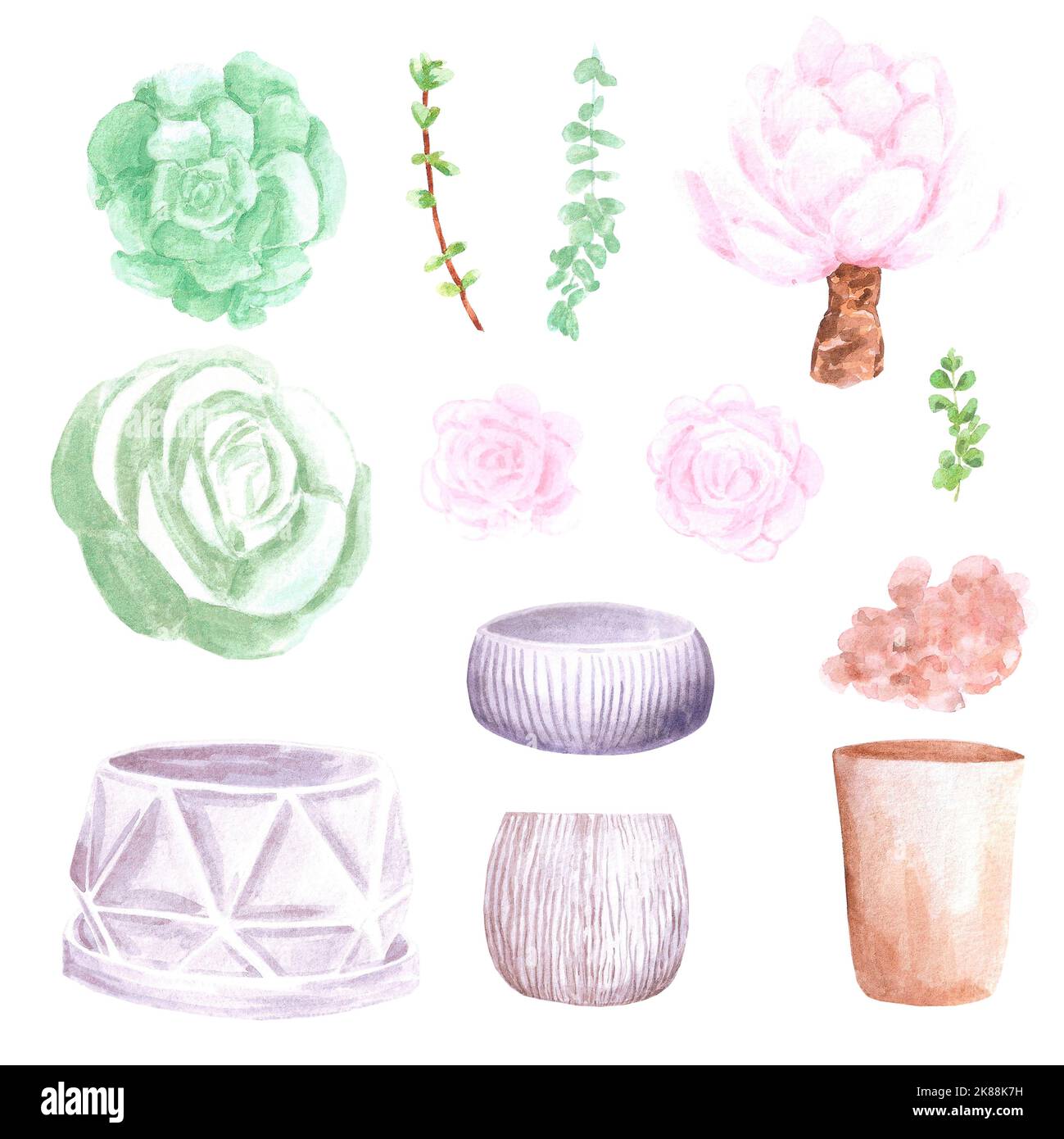 Succulent plants, small and big pots on white Background. Hand drawn ...