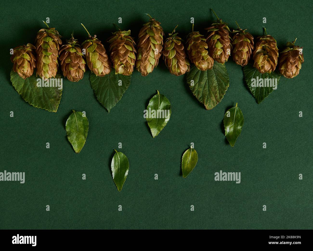 Top view of dried hop cones and leaves on a green background ...
