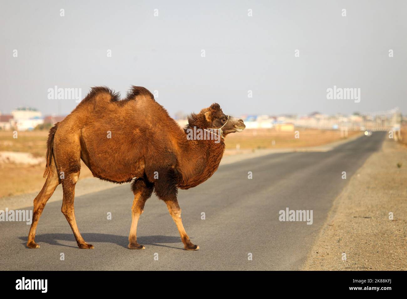 Domestic bactrian camel crossing the road in a steppe of Kazakhstan ...