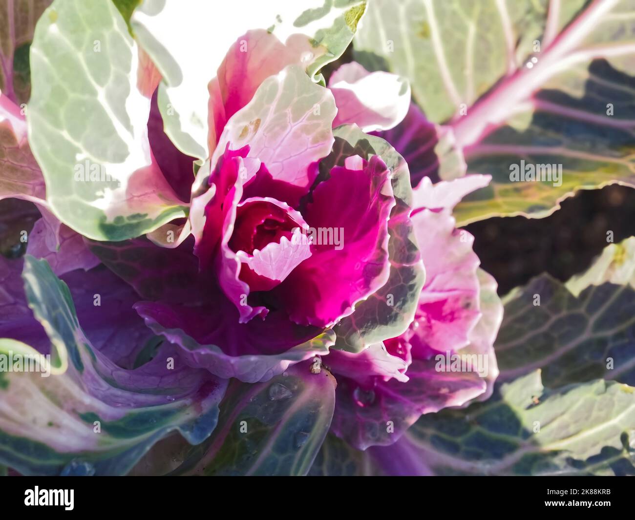Brassica oleracea blooming red cabbage Stock Photo - Alamy