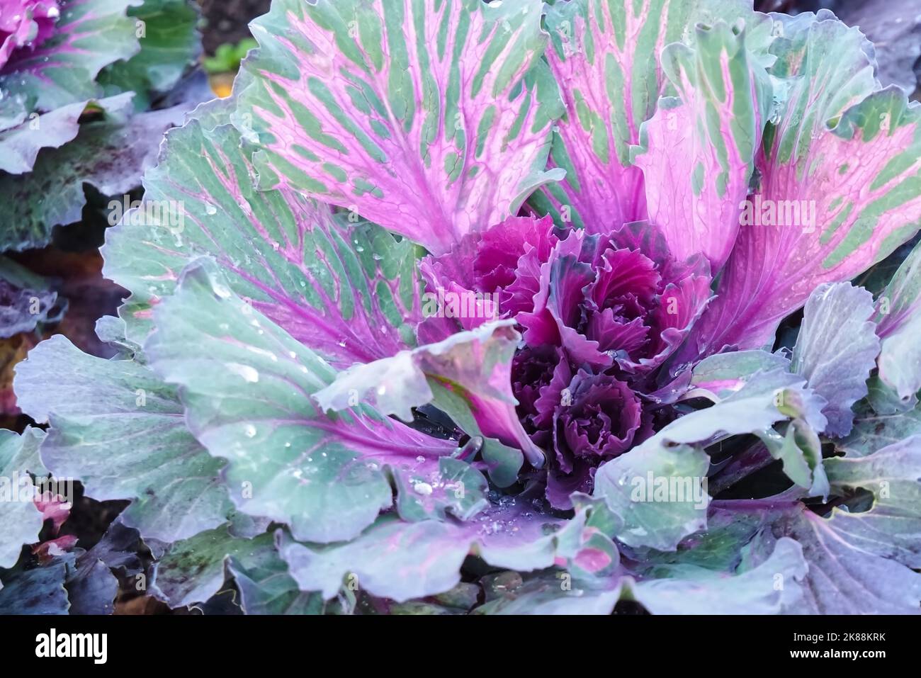 Brassica oleracea blooming red cabbage Stock Photo - Alamy