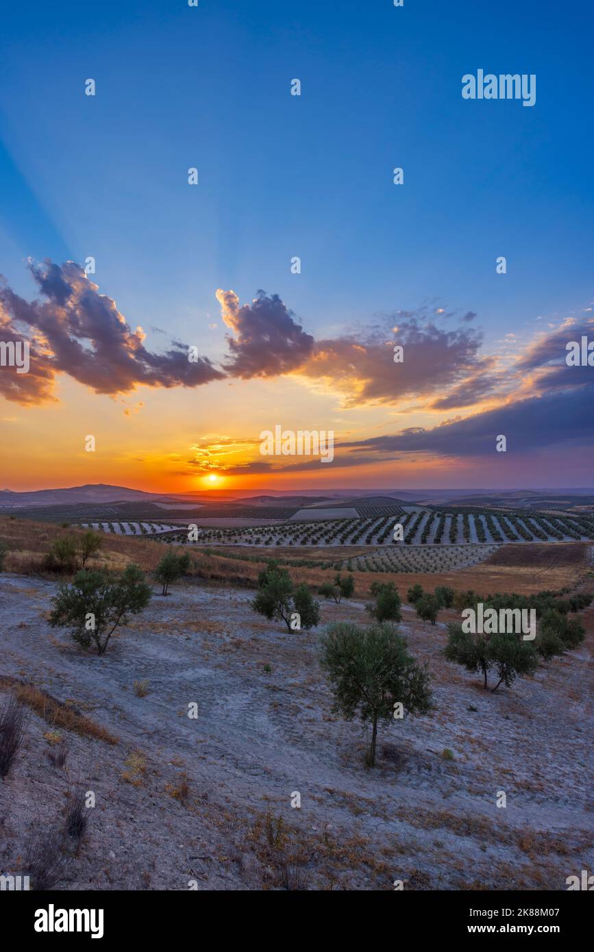 typical Andalusian landscape during sunset, Spain Stock Photo - Alamy