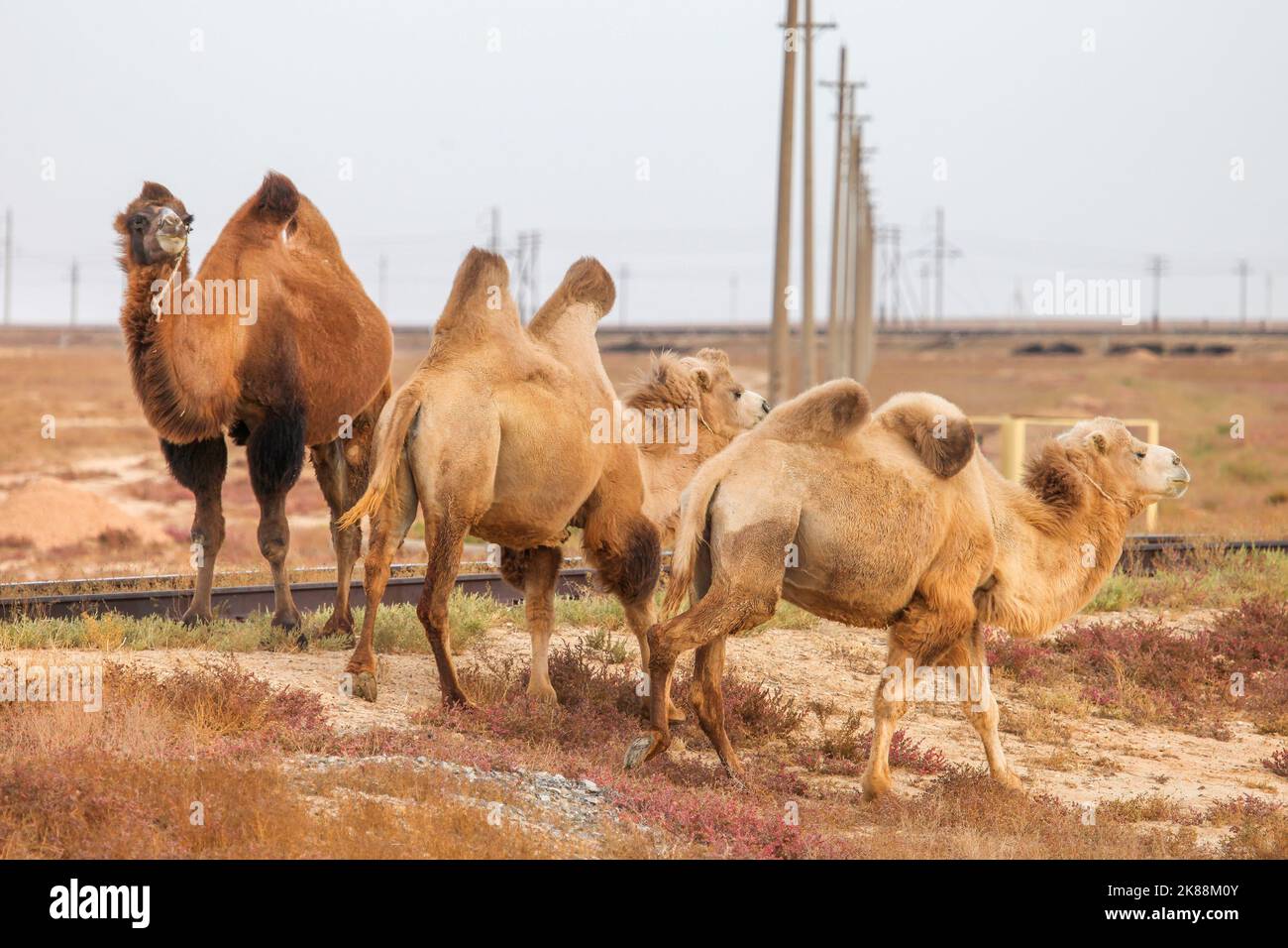 Bactrian camels in a steppe Stock Photo - Alamy
