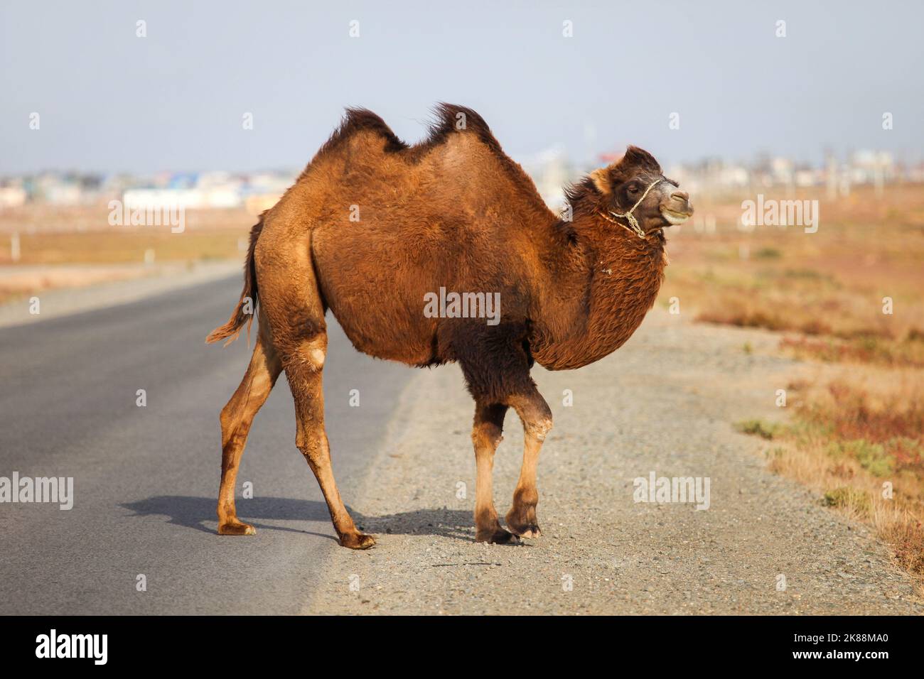 Bactrian camel crossing the road Stock Photo - Alamy