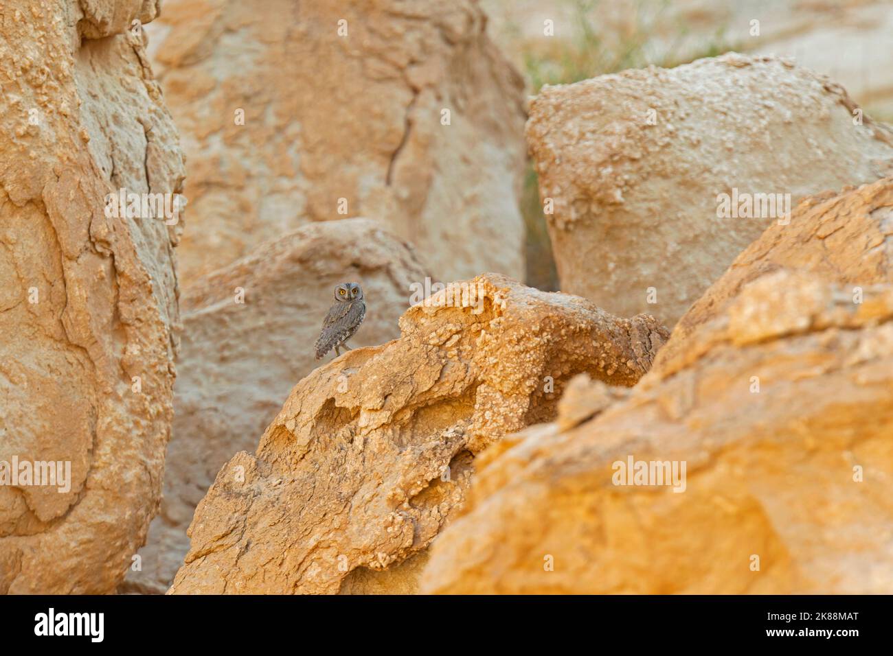A pallid scops owl (Otus brucei) resting on the rocks of a wadi in the ...