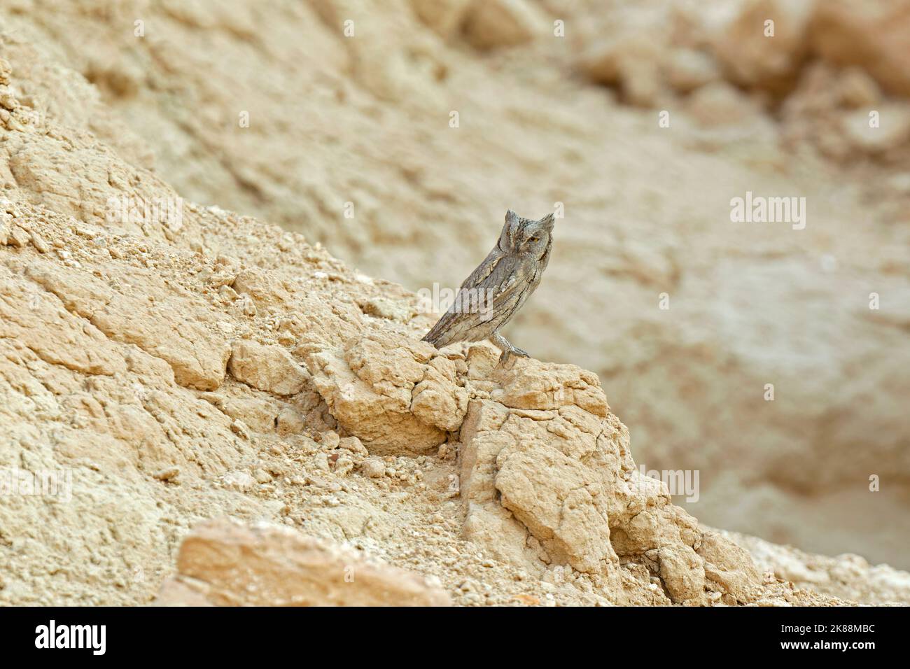A pallid scops owl (Otus brucei) resting on the rocks of a wadi in the ...