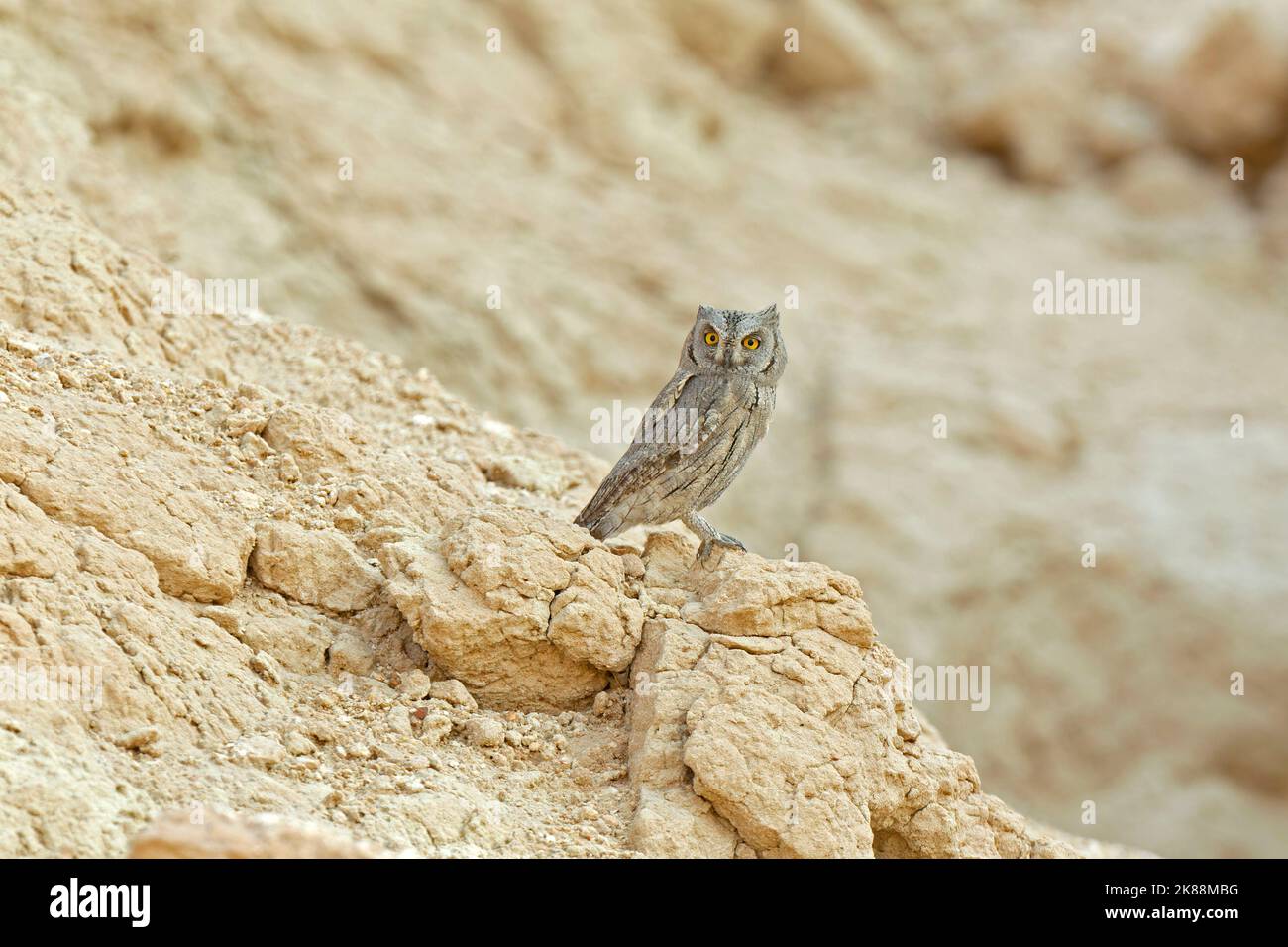 A pallid scops owl (Otus brucei) resting on the rocks of a wadi in the ...
