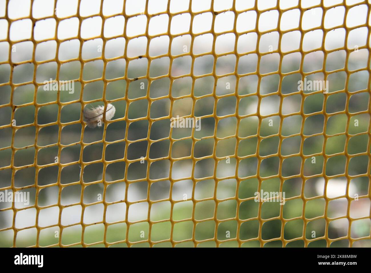 a feather of a bird stuck in the window net Stock Photo - Alamy