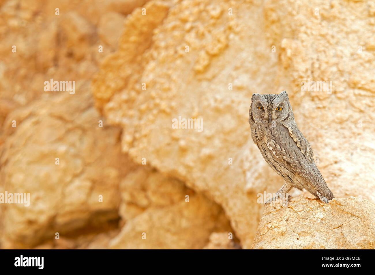 A pallid scops owl (Otus brucei) resting on the rocks of a wadi in the ...
