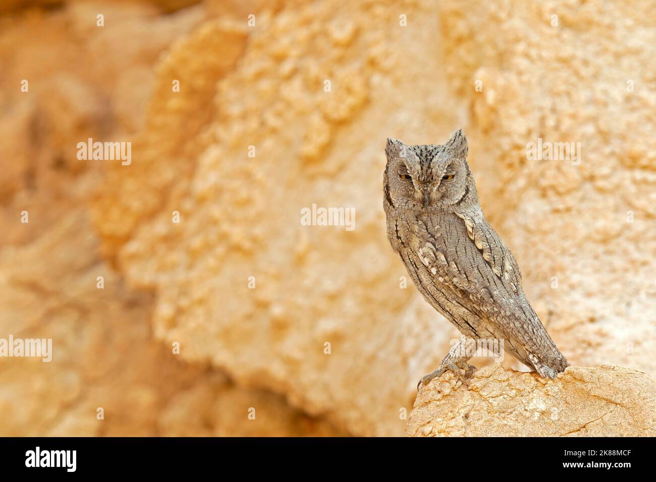 A pallid scops owl (Otus brucei) resting on the rocks of a wadi in the ...