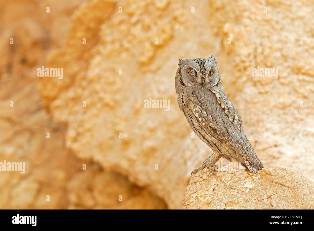 A pallid scops owl (Otus brucei) resting on the rocks of a wadi in the ...