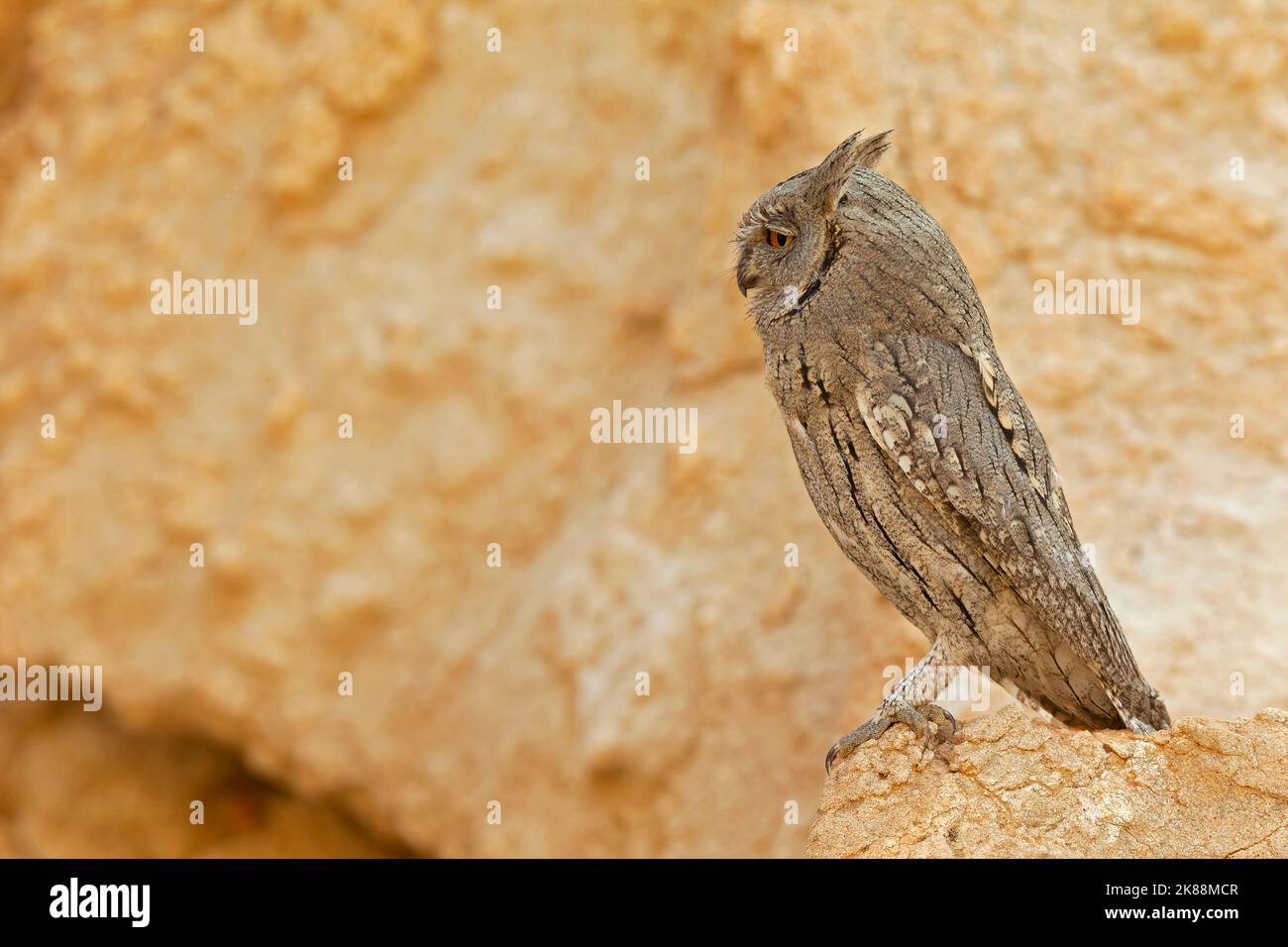 A pallid scops owl (Otus brucei) resting on the rocks of a wadi in the ...