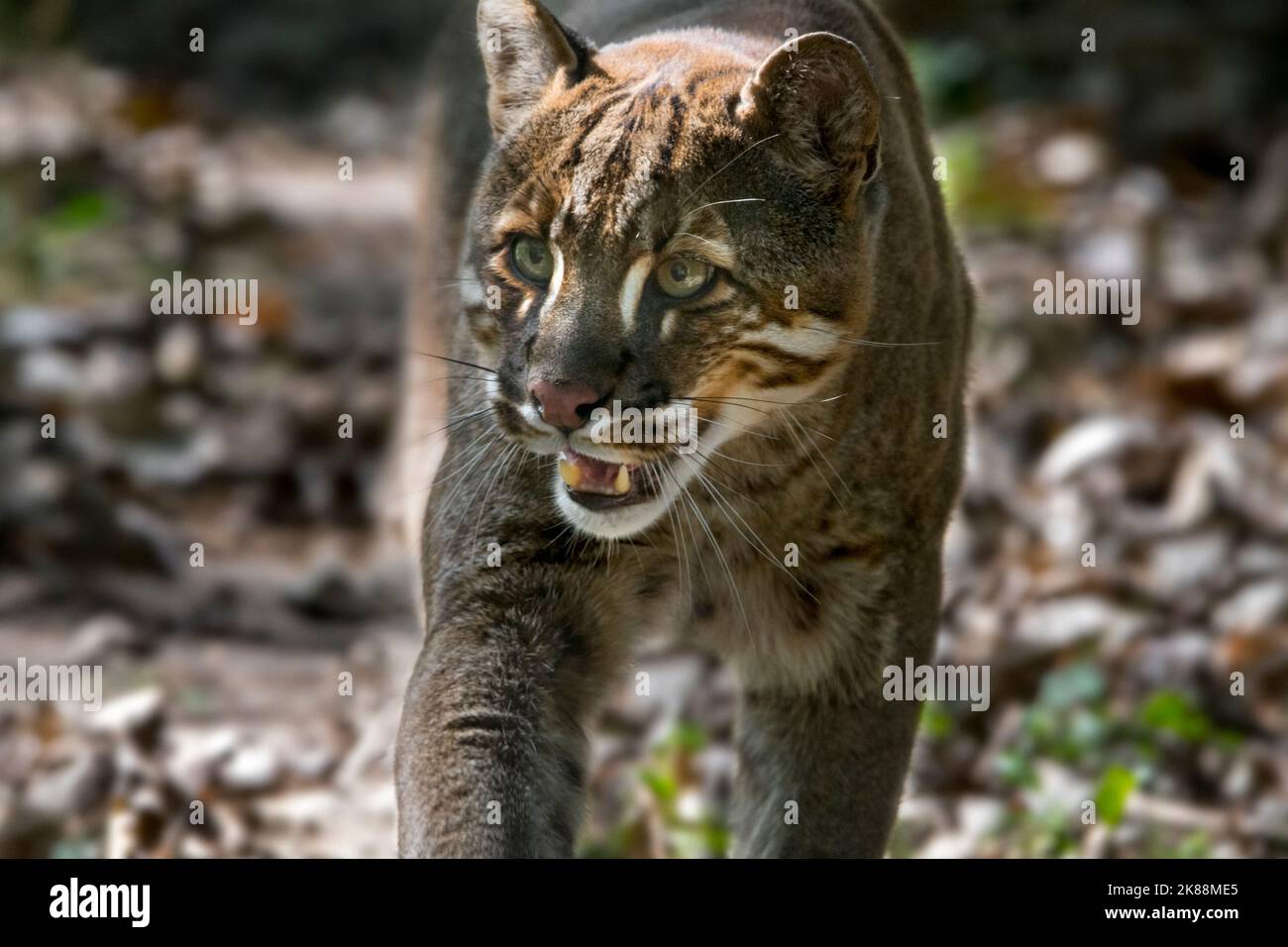 Asian golden cat / Temminck's cat / Asiatic golden cat (Catopuma ...
