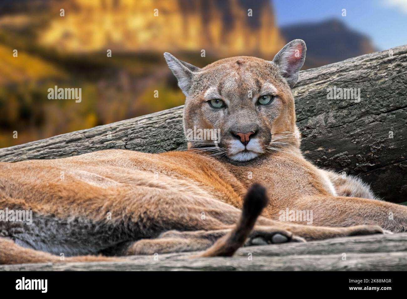Close-up portrait of cougar / puma / mountain lion / panther (Puma ...