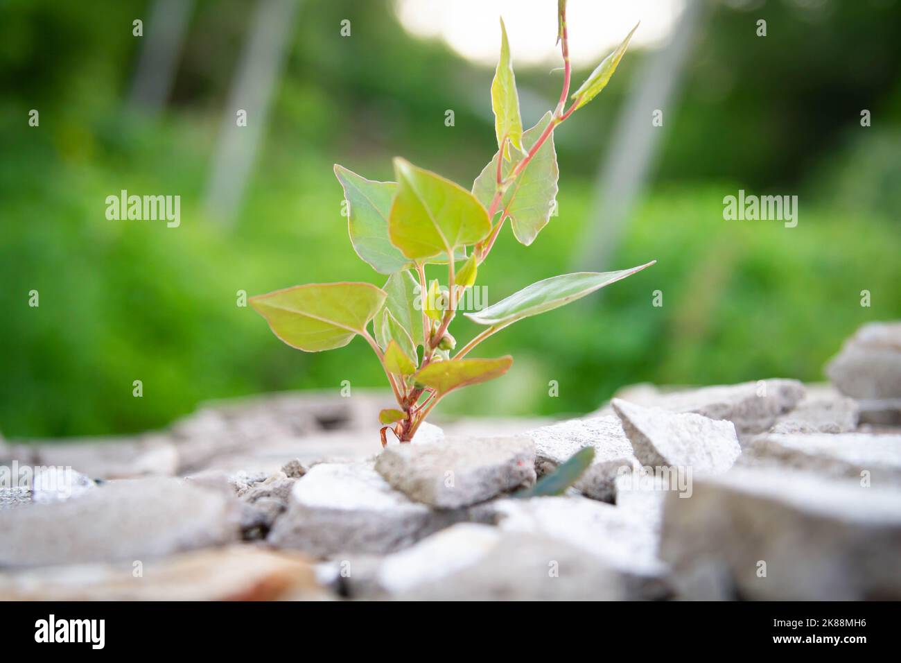 The power of growth. Sprouted sprout through the asphalt. The plant ...