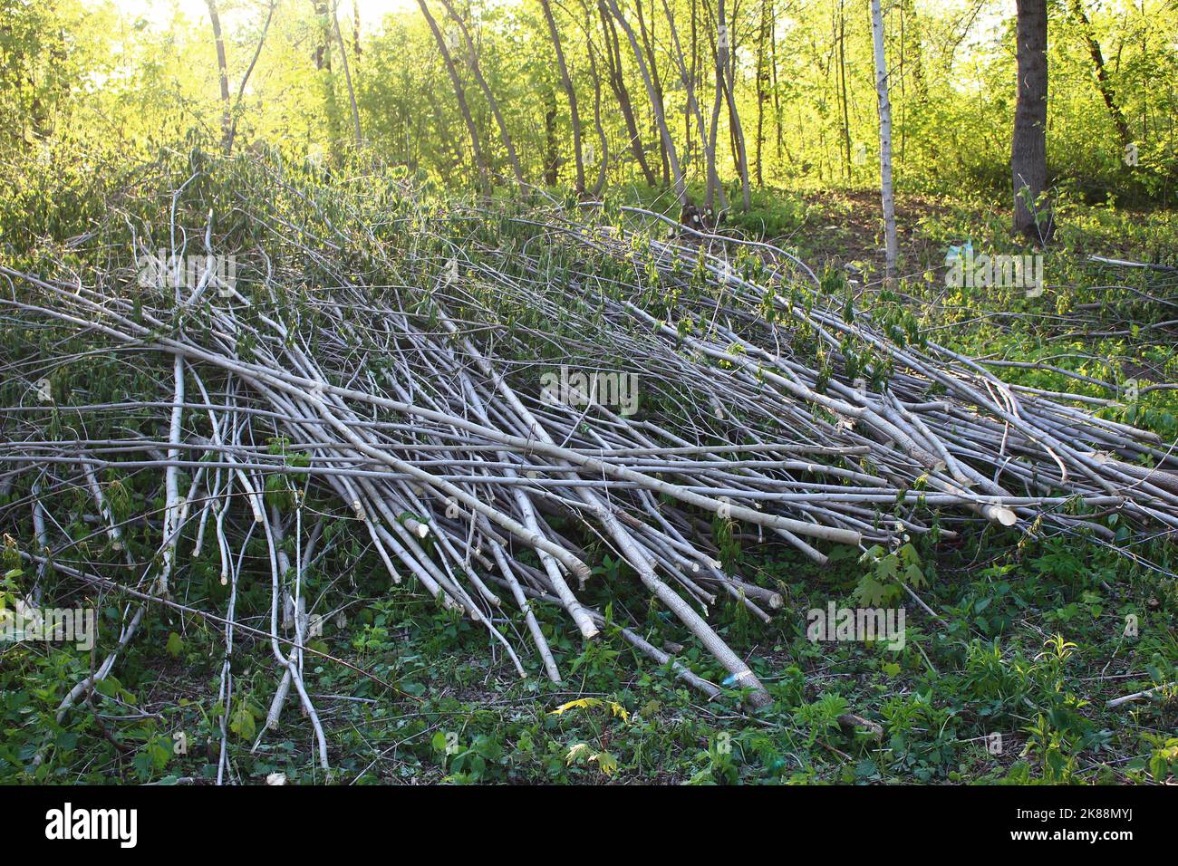 Sawn young trees piled in a heap, clearing the area from overgrowth ...