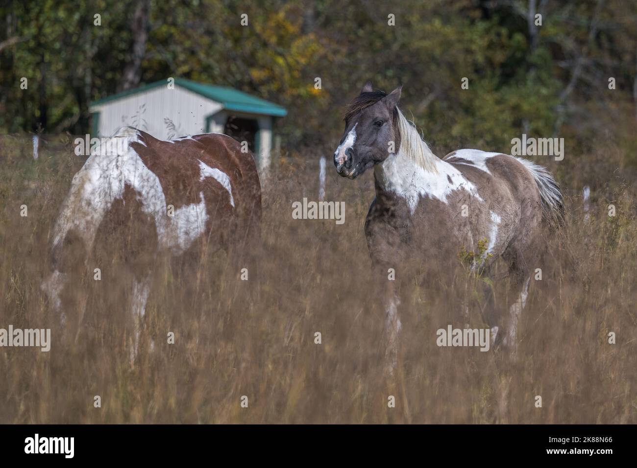 Two horses in a paddock Stock Photo - Alamy