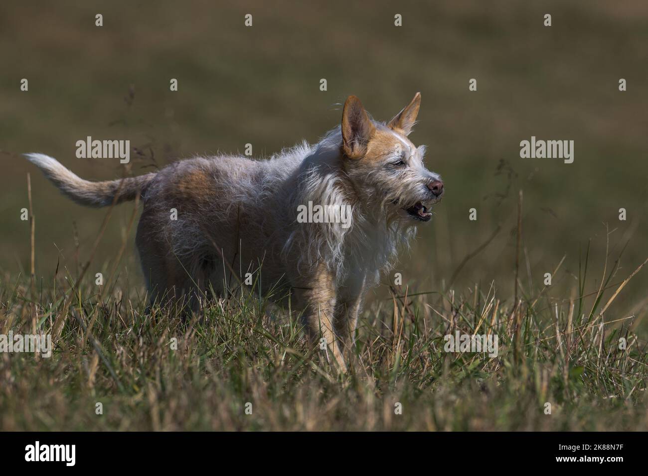A ginger wire haired dog in a field Stock Photo - Alamy