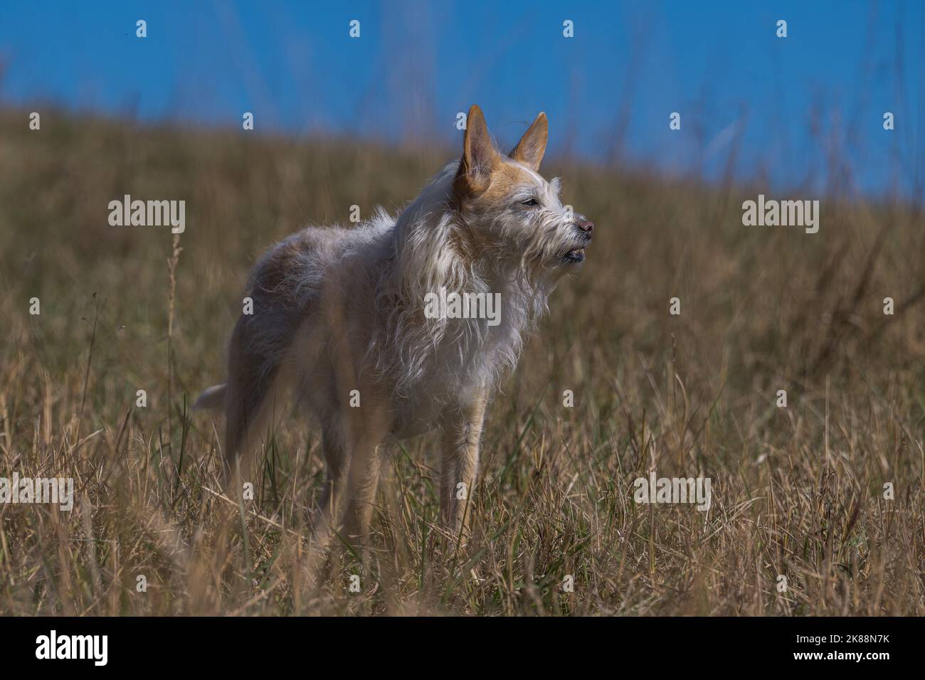 A ginger wire haired dog in a field Stock Photo - Alamy