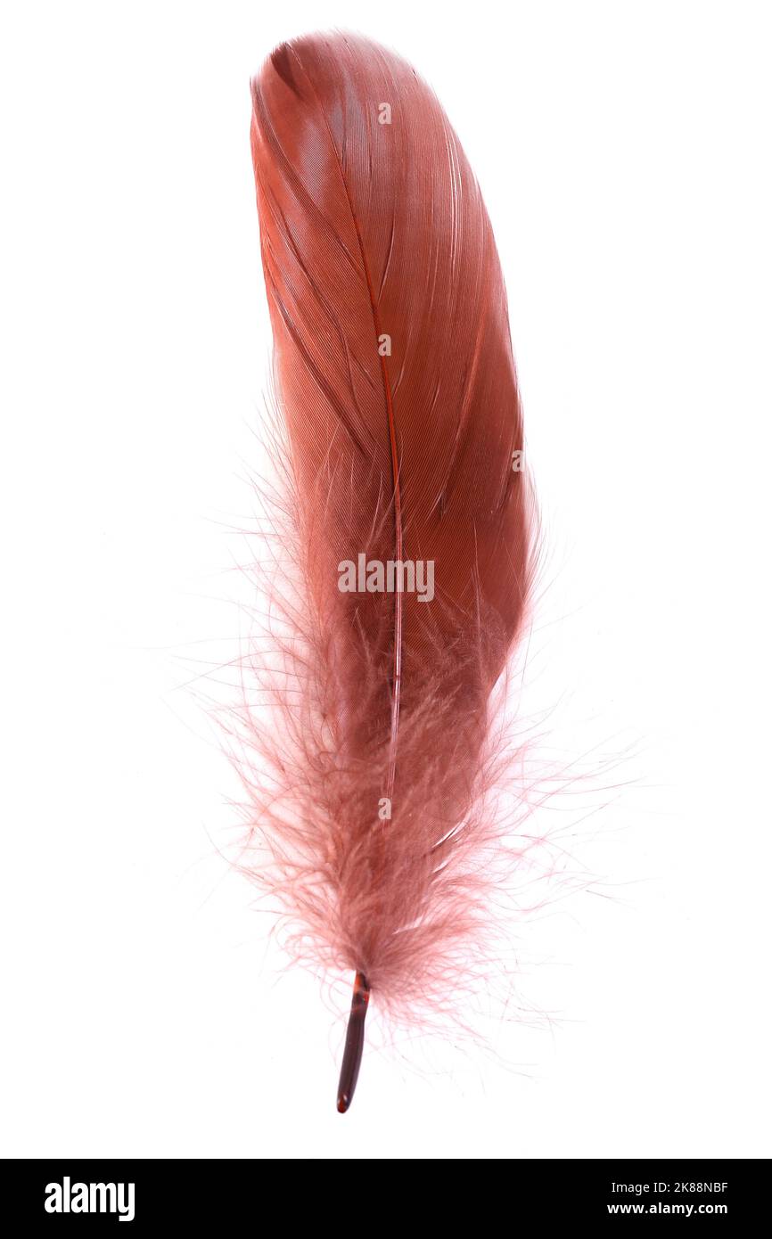 Bright red feather isolated over white background Stock Photo - Alamy