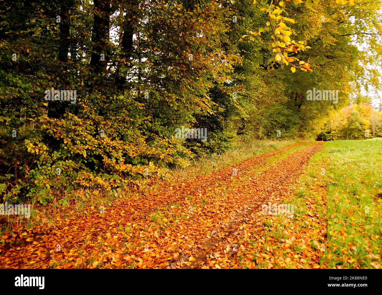 a road leading through the scenic golden autumnal landscape with yellow ...